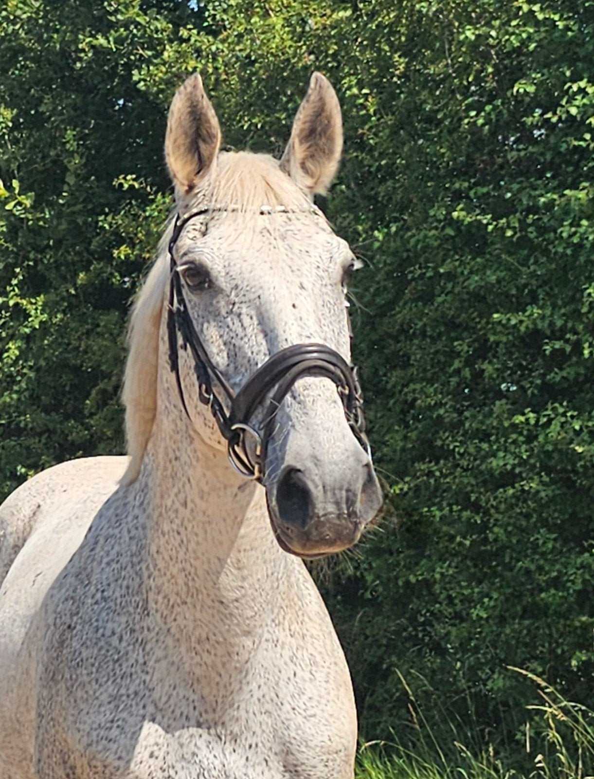 ≥ Leuke recreatie e pony ruin — Pony's — Marktplaats