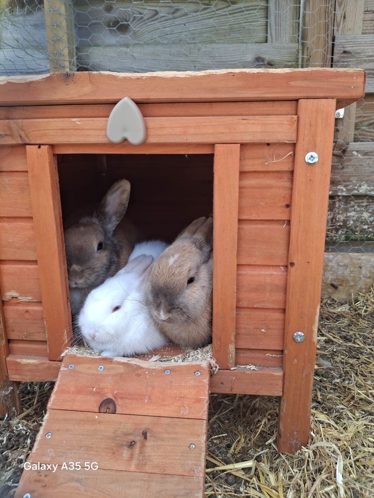 ≥ Drie lieve konijnen zoeken een ander huisje (m2406146927) — Konijnen ...