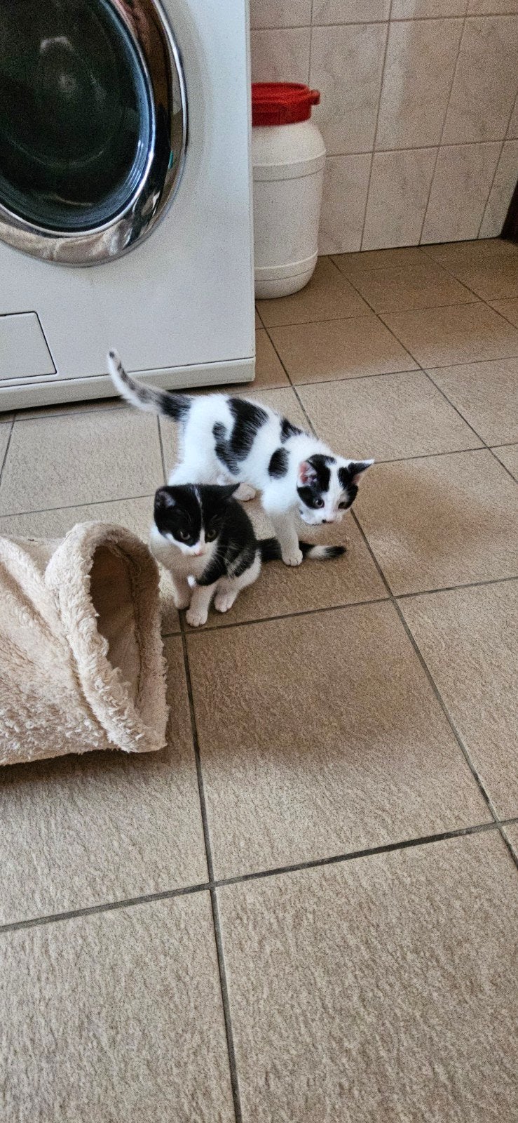 ≥ 1 lief kitten — Katten en Kittens | Overige Katten — Marktplaats