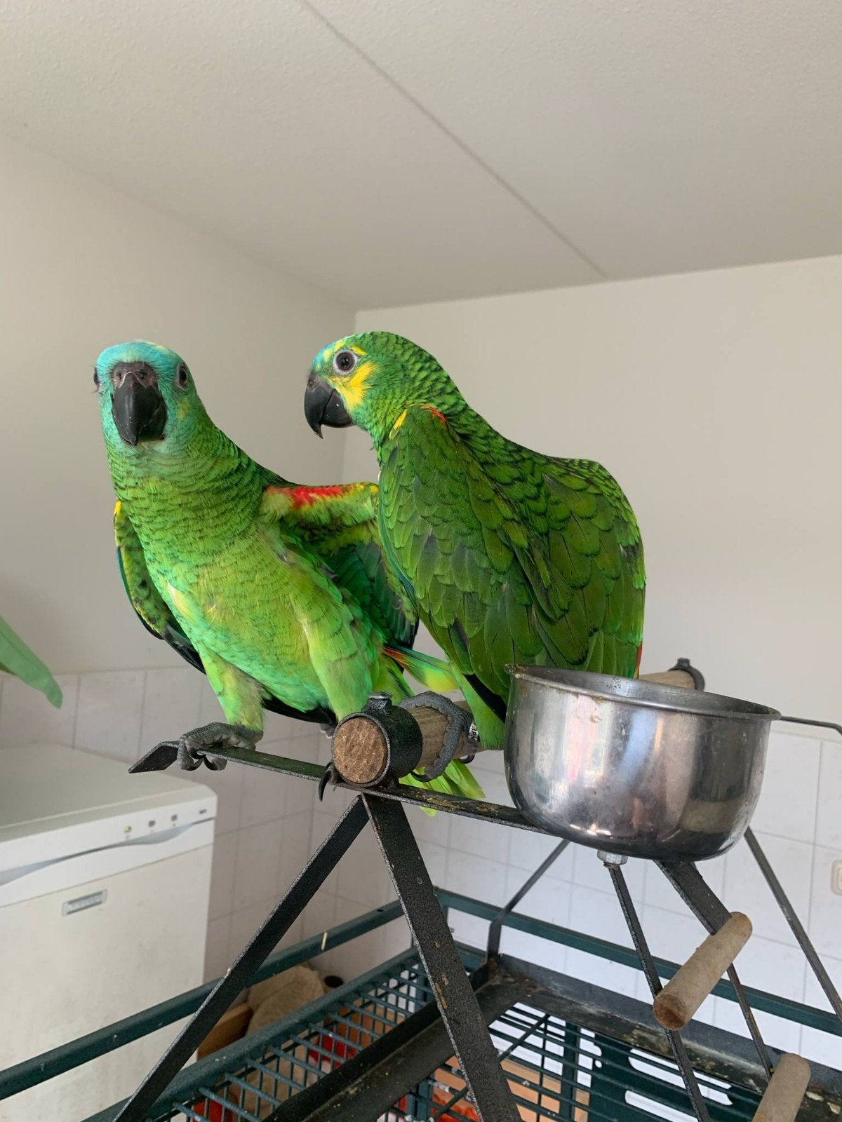 ≥ Nog één mooie tamme Blauwvoorhoofd Amazone papegaai 2026! — Vogels ...