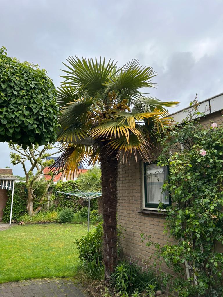 ≥ Palmboom — Planten | Bomen — Marktplaats