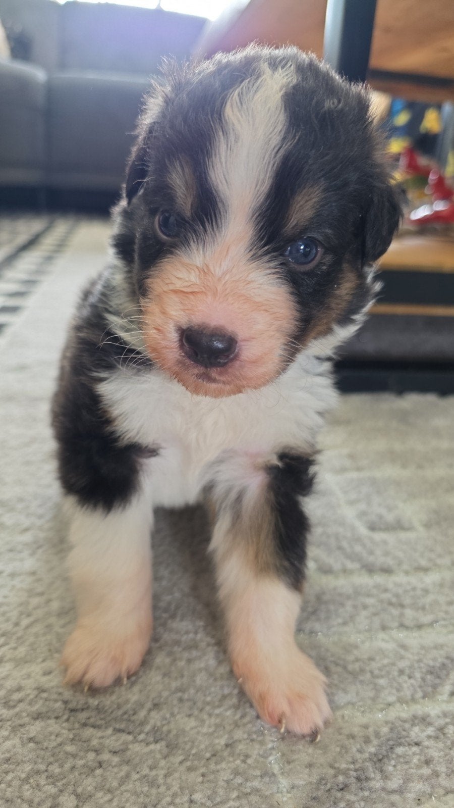 ≥ Australian shepherd x bernersennen pups — Honden | Herdershonden en ...