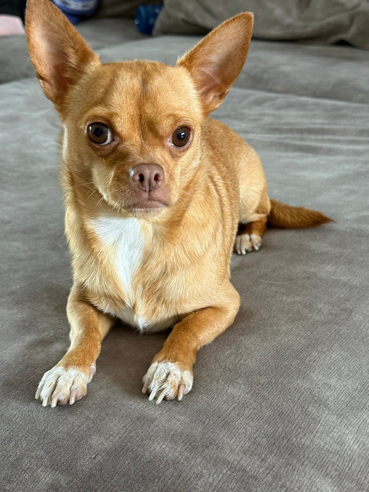 ≥ Opzoek naar een nieuw huisje voor ons donder — Honden | Chihuahua's ...