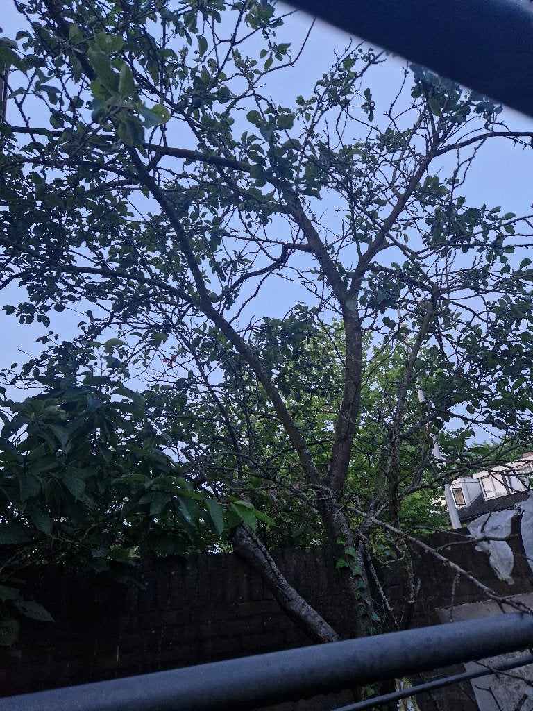 ≥ Pruimen boom — Planten | Fruitbomen — Marktplaats