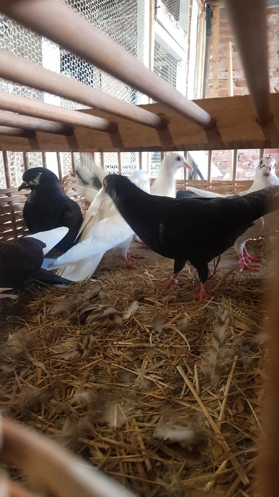 ≥ Aantal zeer leuke vliegduifjes meerdere rassen. — Vogels | Duiven ...