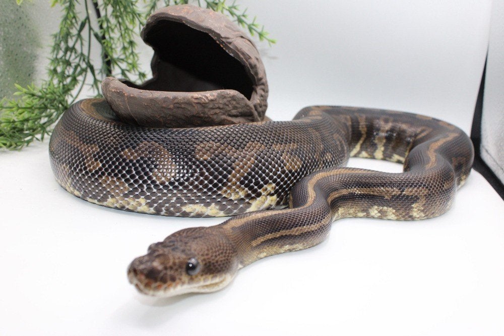 ≥ Ball Python/ Regius Python/Confusion cinnamon yb pos special ...