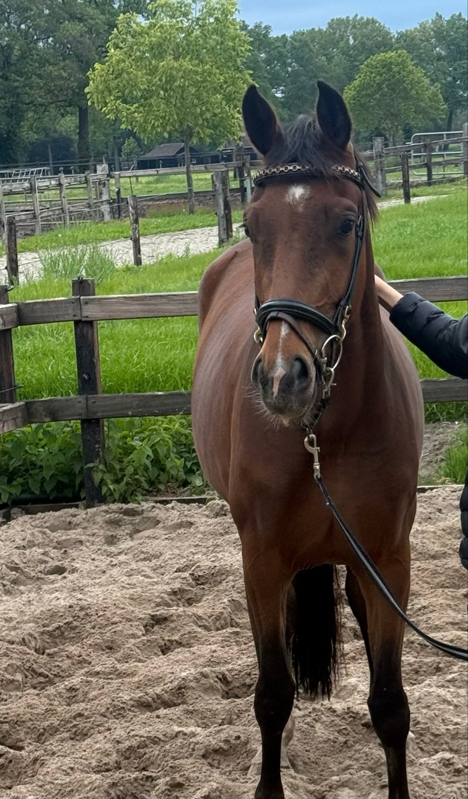 ≥ E pony allround (m2406768724) — Paarden — Marktplaats