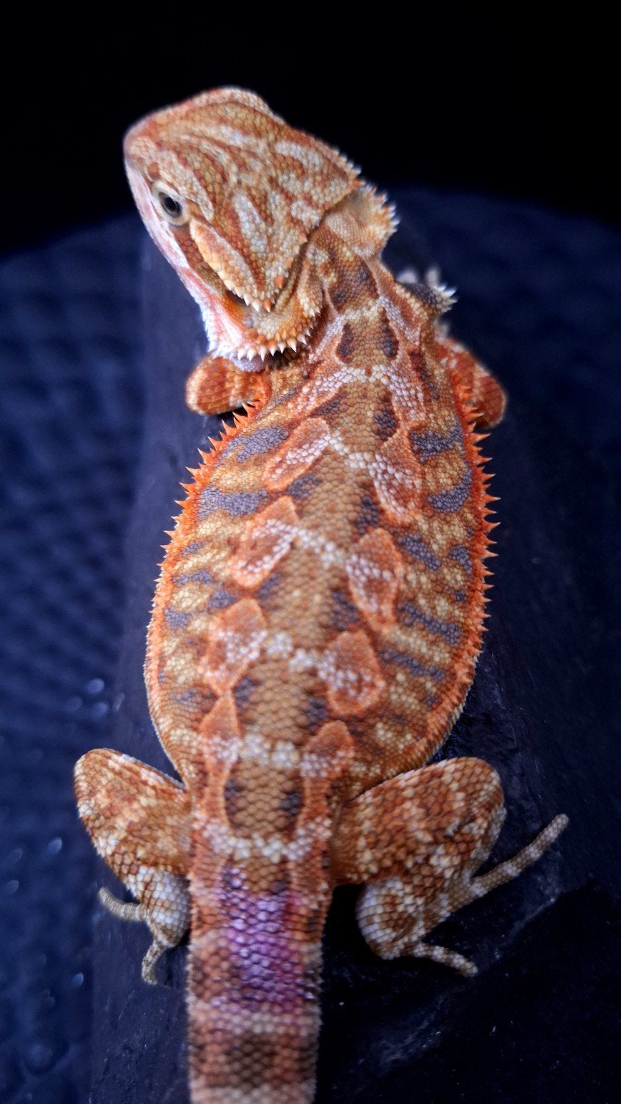 ≥ 50% Red Monster Purple Tiger Triple het. Baardagaam Vrouw — Reptielen ...