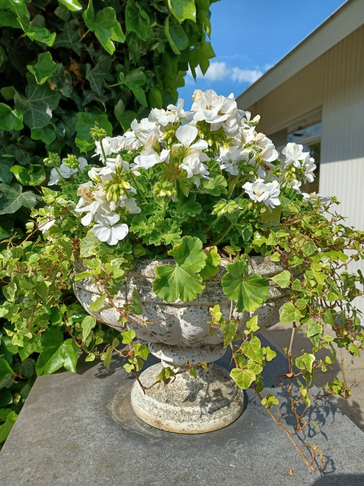 ≥ Decoratieve stenen bloempotten(2stuks) met voetstuk — Bloembakken en ...