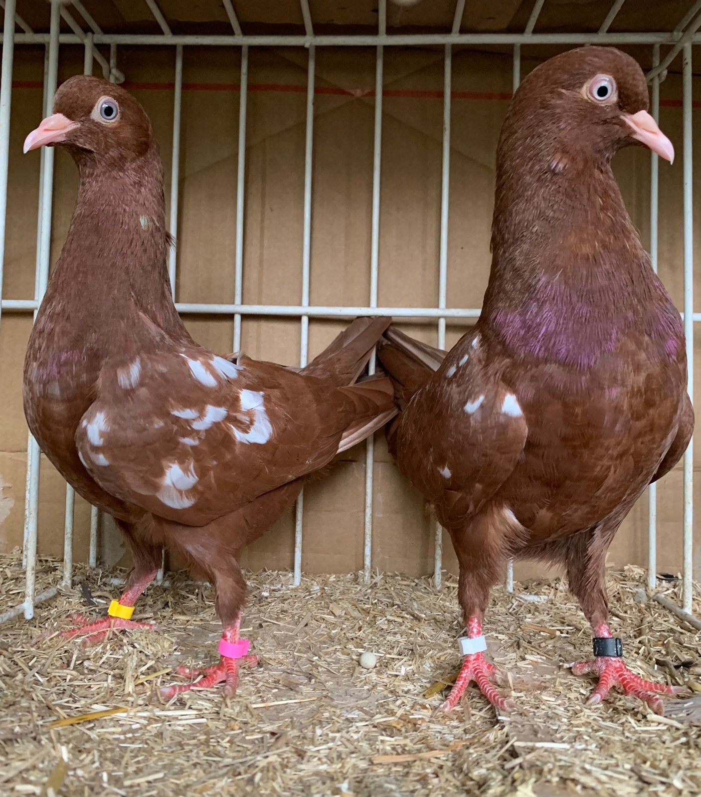 ≥ Jonge Nederlandse Hoogvliegers Vliegtype — Vogels | Duiven — Marktplaats