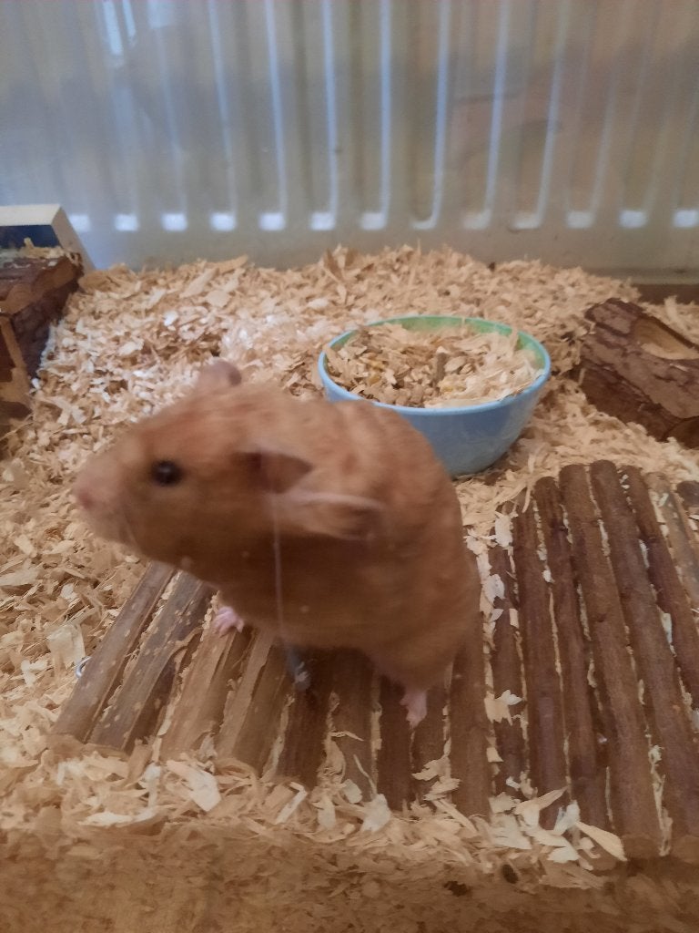 ≥ Goud Hamster (m2408225155) — Knaagdieren — Marktplaats
