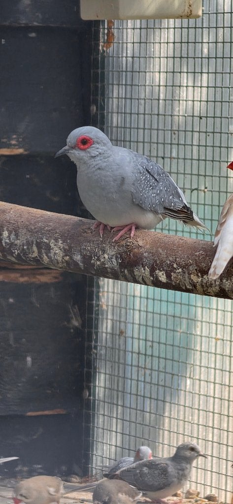 ≥ Diamantduifjes, verschillende leeftijden — Vogels | Duiven — Marktplaats