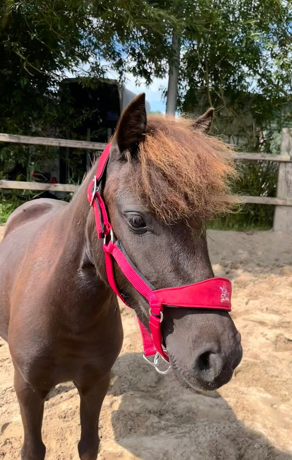 ≥ Shet Merrie (m2406552606) — Overige Dieren — Marktplaats