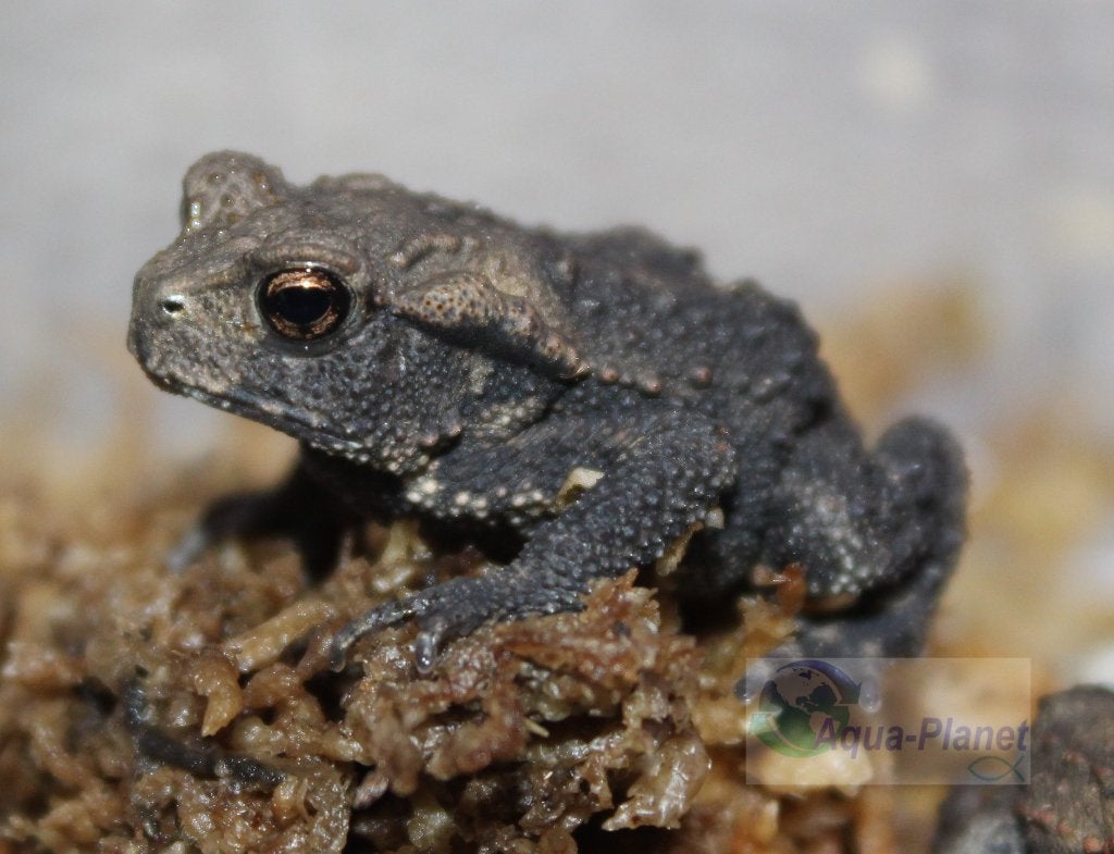≥ Bufo japonicus — Reptielen en Amfibieën — Marktplaats