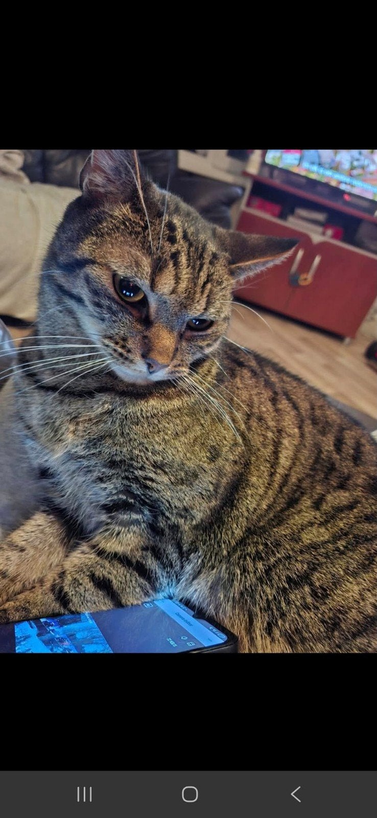 ≥ Hallo ik ben kenzo ik ben 7 jaar Ik zoek een liefdevol nieuw — Katten ...