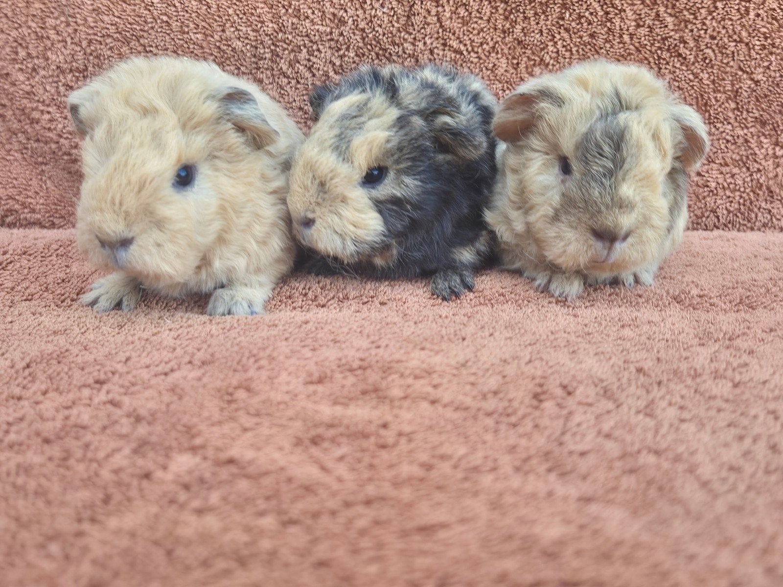 ≥ Lieve cavia's tessel coronet sheltie peruvian blauw lavendel ...