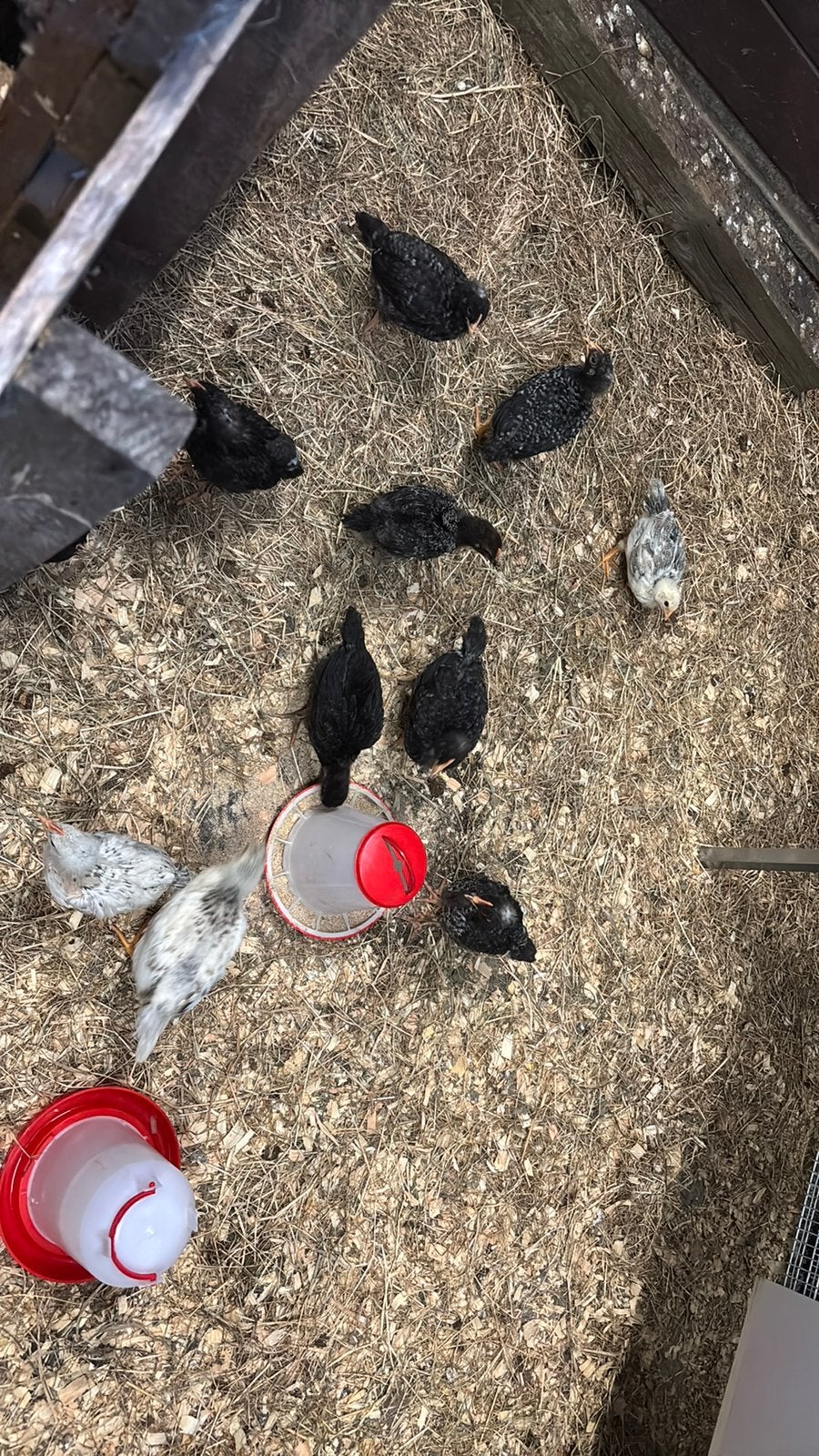 ≥ Kuikens 4 weken oud foto’s van ouders — Vogels | Duiven — Marktplaats