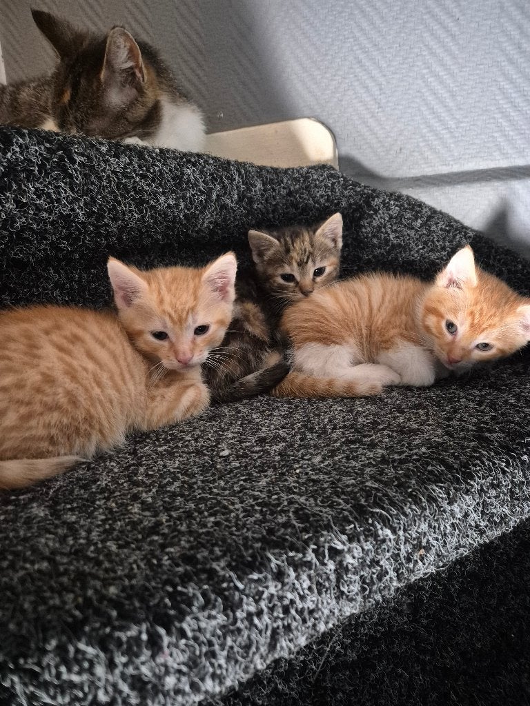 ≥ prachtige, lieve kittens — Katten en Kittens | Raskatten | Korthaar ...
