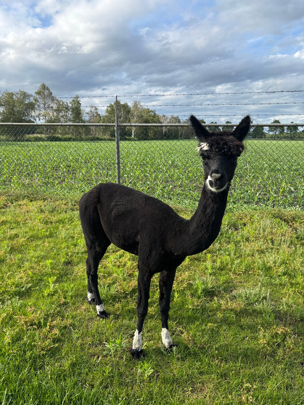 ≥ Alpaca hengst (m2407914566) — Overige Dieren — Marktplaats