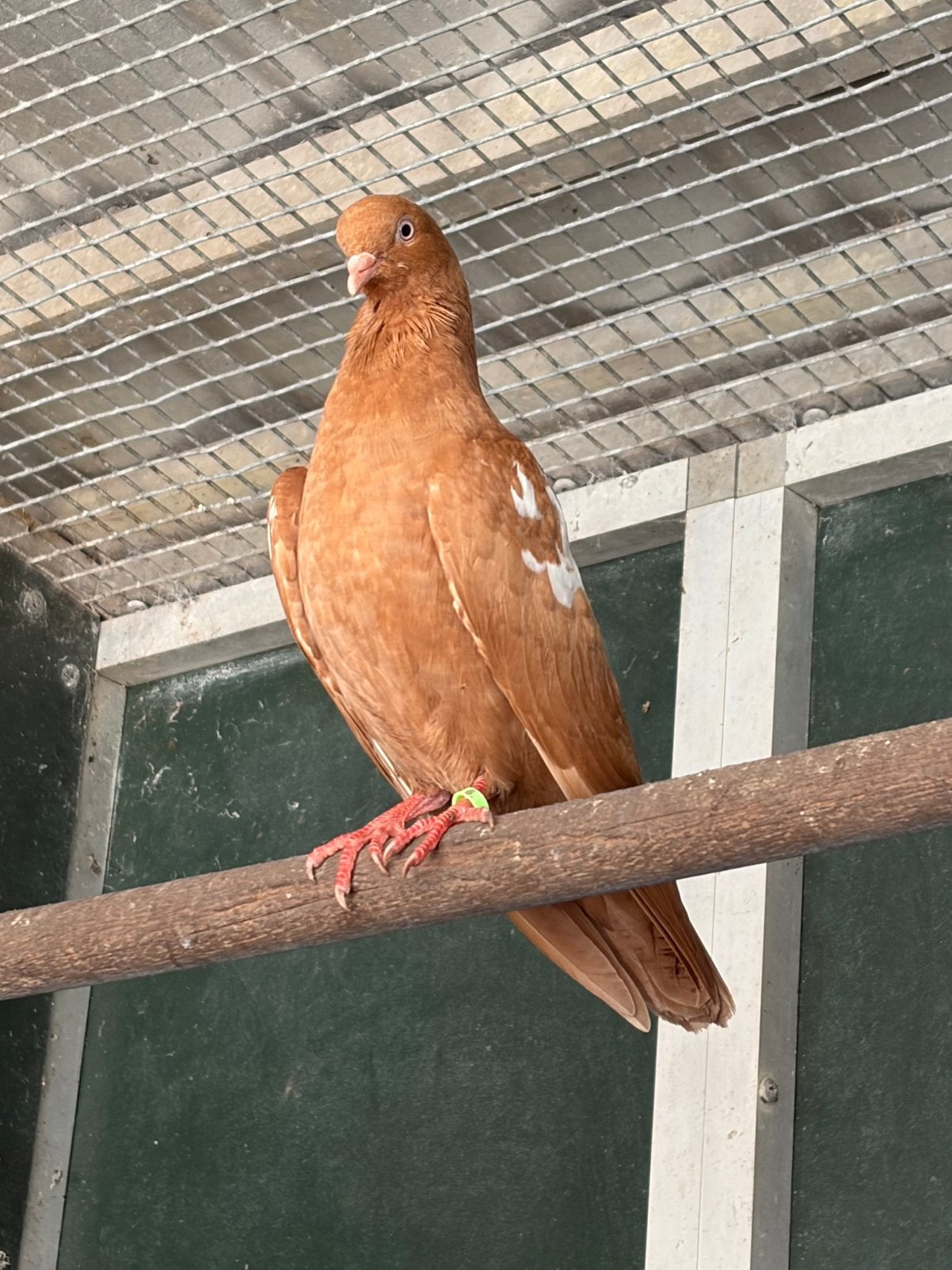 ≥ Nederlandse hoogvlieger — Vogels | Duiven — Marktplaats