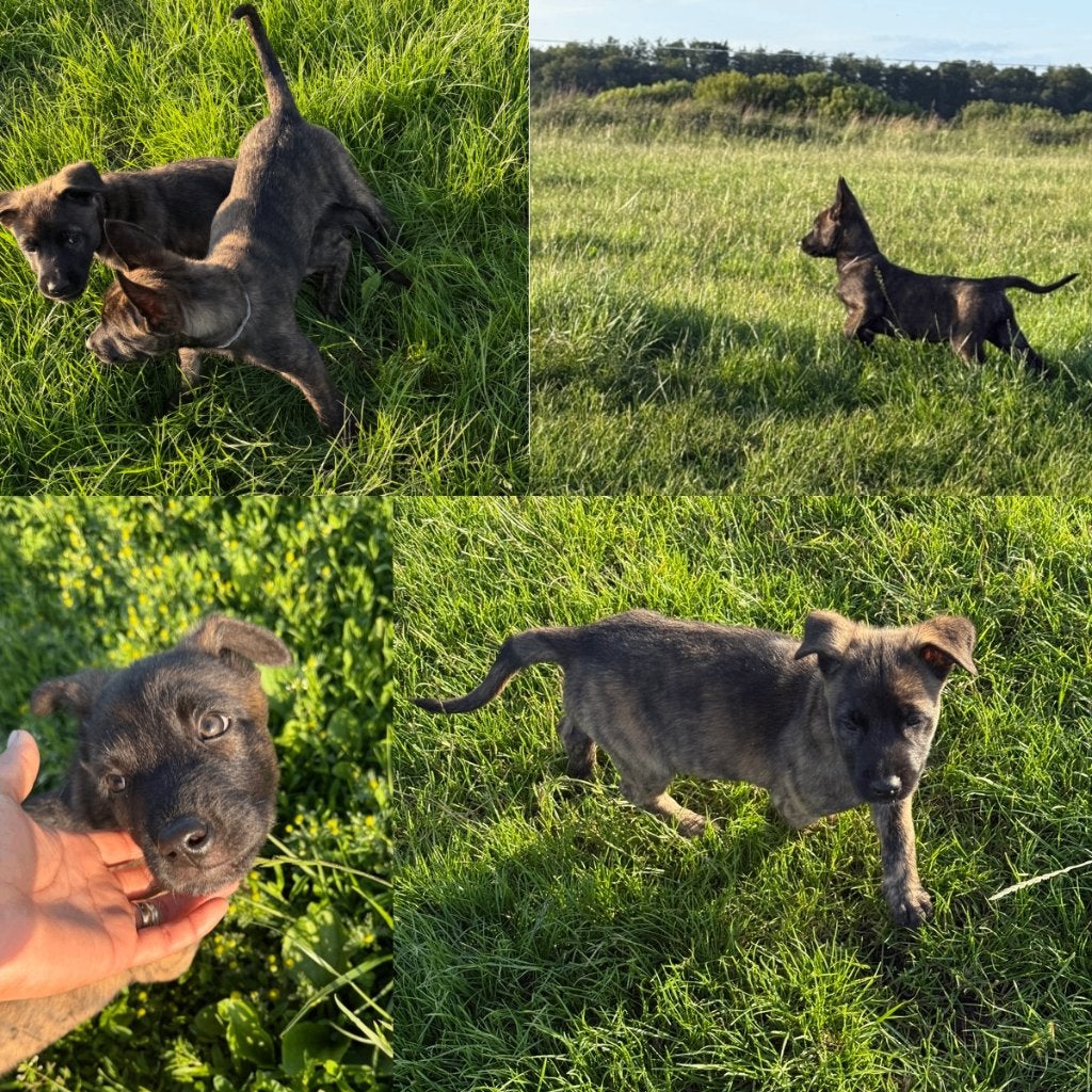 ≥ Nog 2 teefjes: Mechelse x Hollandse herder pups — Honden ...