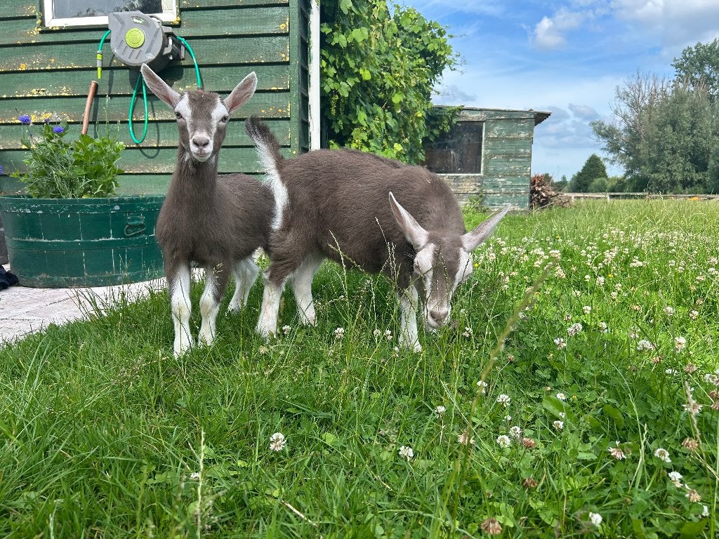 ≥ Toggenburger lammeren — Schapen, Geiten en Varkens — Marktplaats