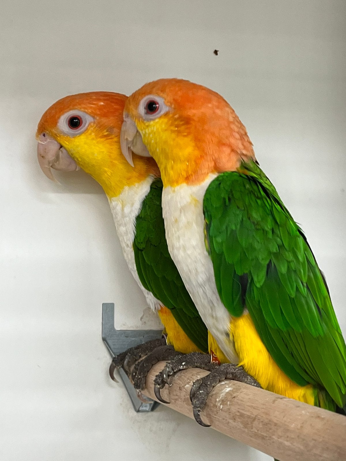 ≥ 3 koppels caique (m2413766998) — Vogels | Parkieten en Papegaaien ...