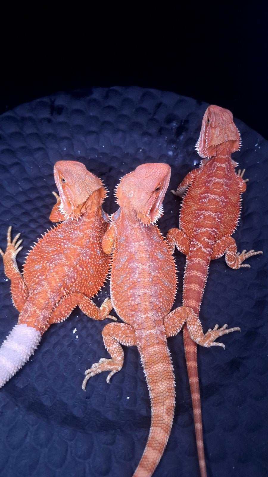 ≥ 50% Red Monster Hypo het. Translucent Man (m2415678867) — Reptielen ...