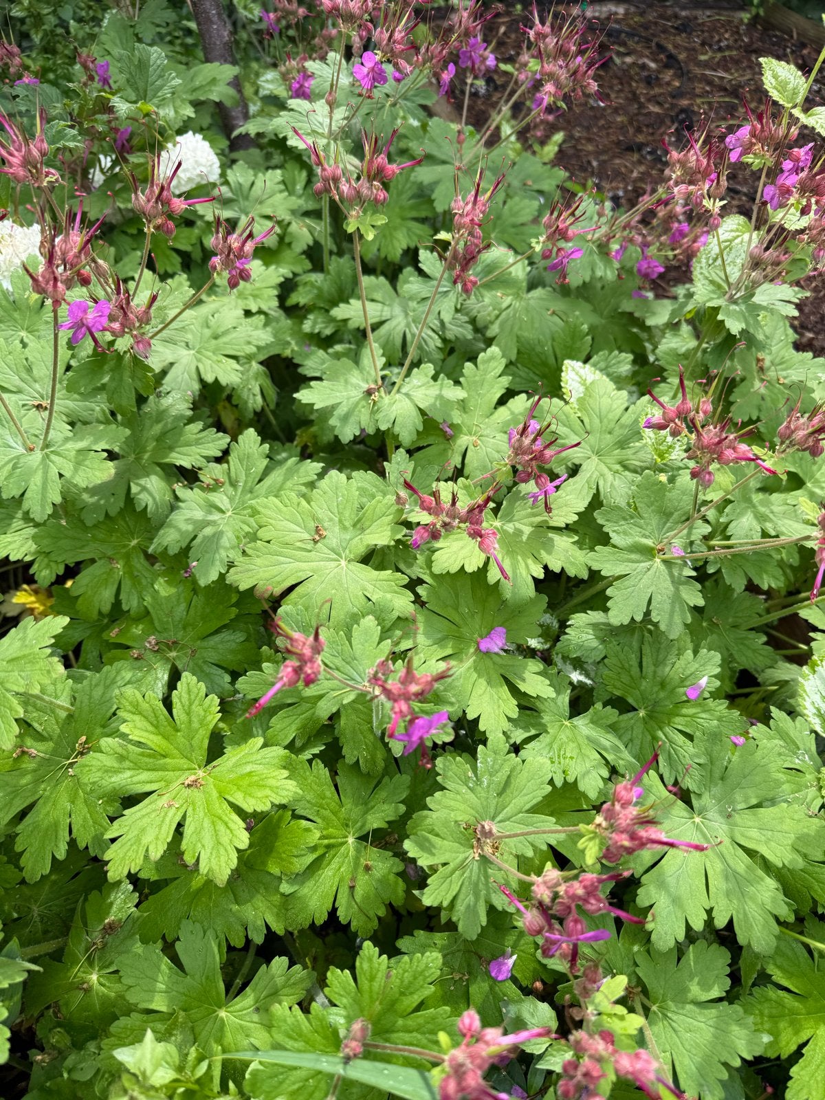 ≥ Geranium - Vaste plant met paarse bloemen (m2406030808) — Planten ...