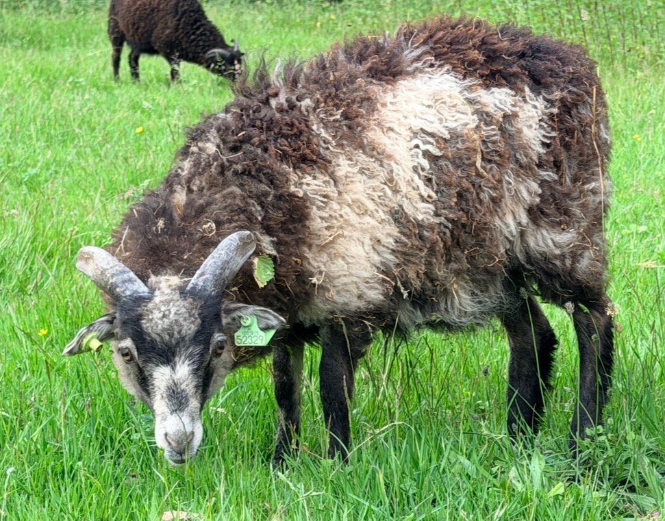 ≥ 1 bonte Skudde ram lam — Schapen, Geiten en Varkens — Marktplaats