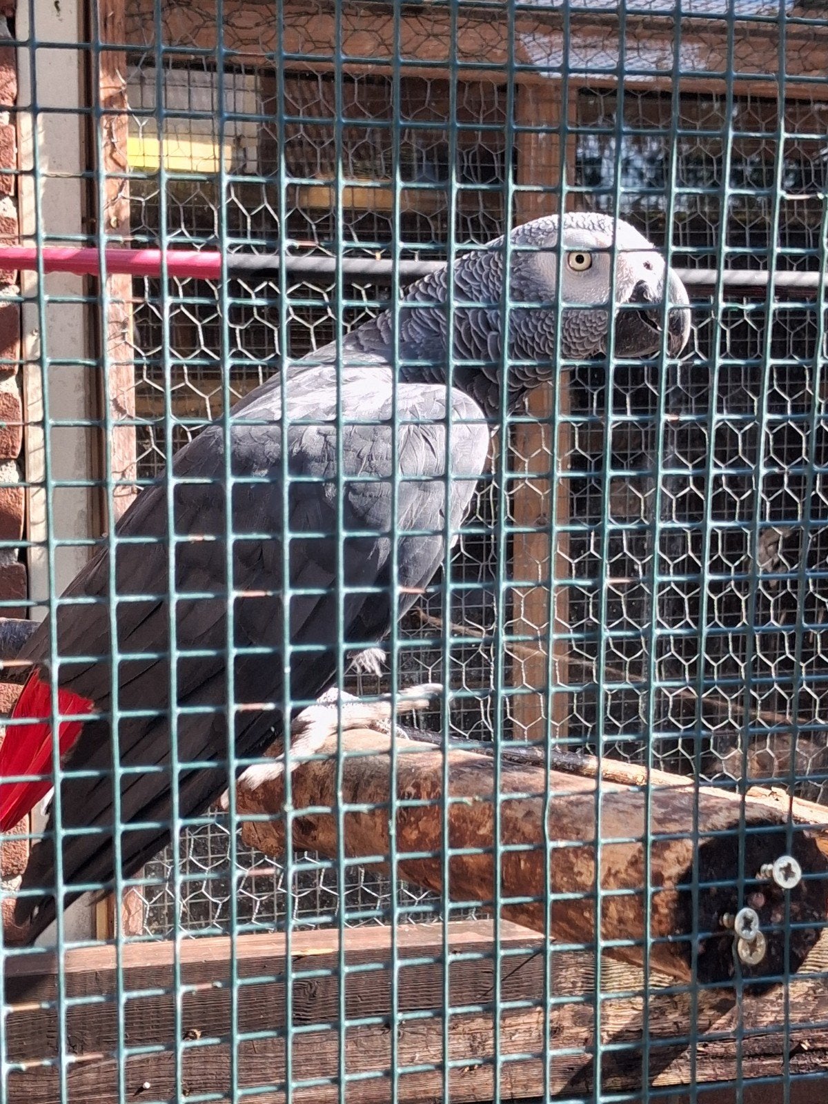 ≥ Te koop grijze roodstaart man — Vogels | Parkieten en Papegaaien ...