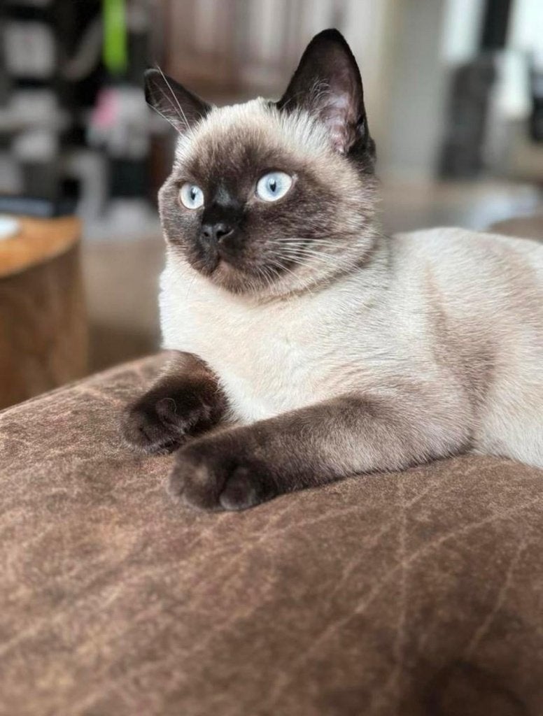≥ Een goed tehuis gezocht voor Britse korthaar — Katten en Kittens ...