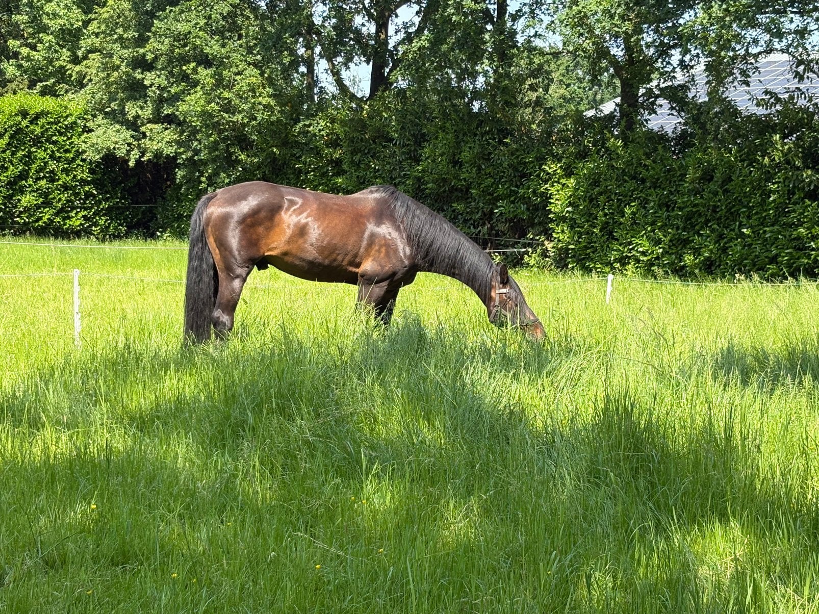 ≥ Paardenmesr — Aarde en Mest — Marktplaats
