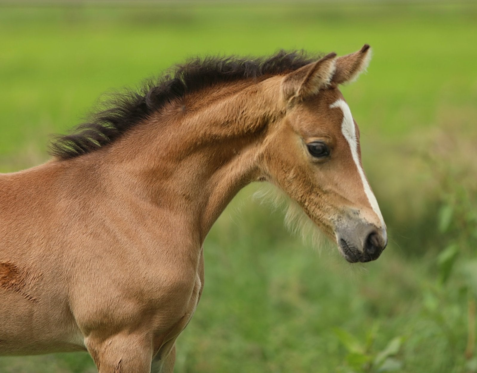 ≥ WBPR valk merrieveulen en bruin welsh C hengstveulen — Pony's ...