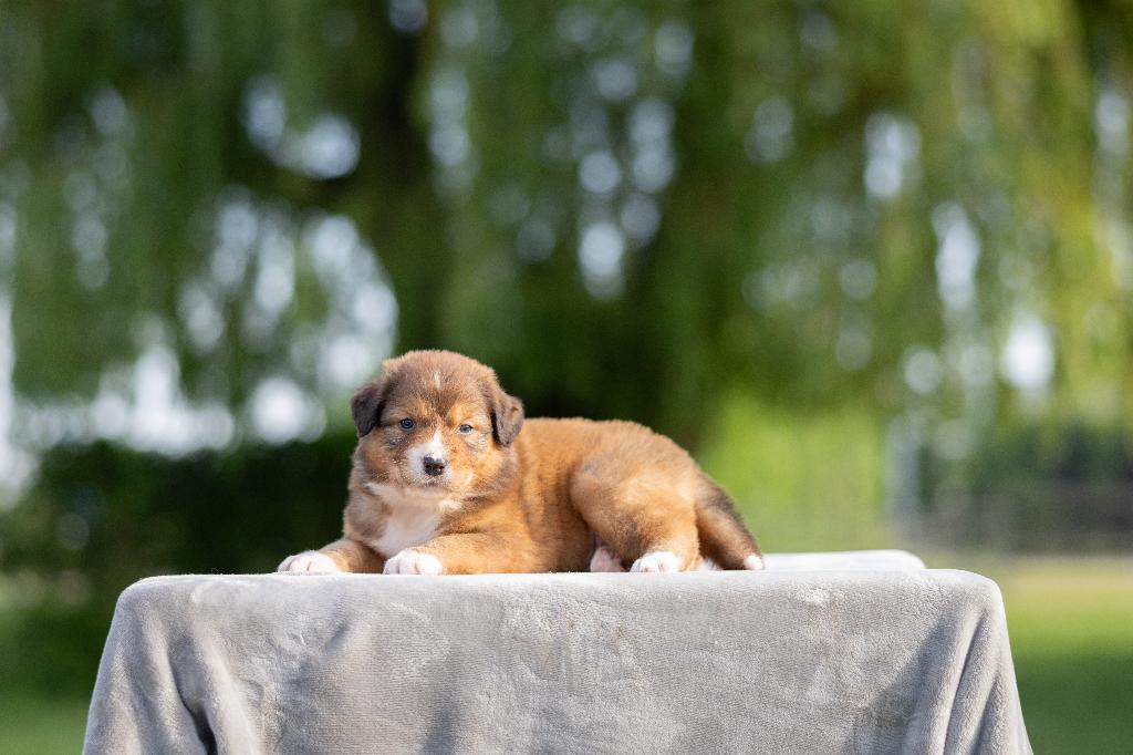 ≥ Super gesocialiseerde Australian shepherd x Toller Pups — Honden ...