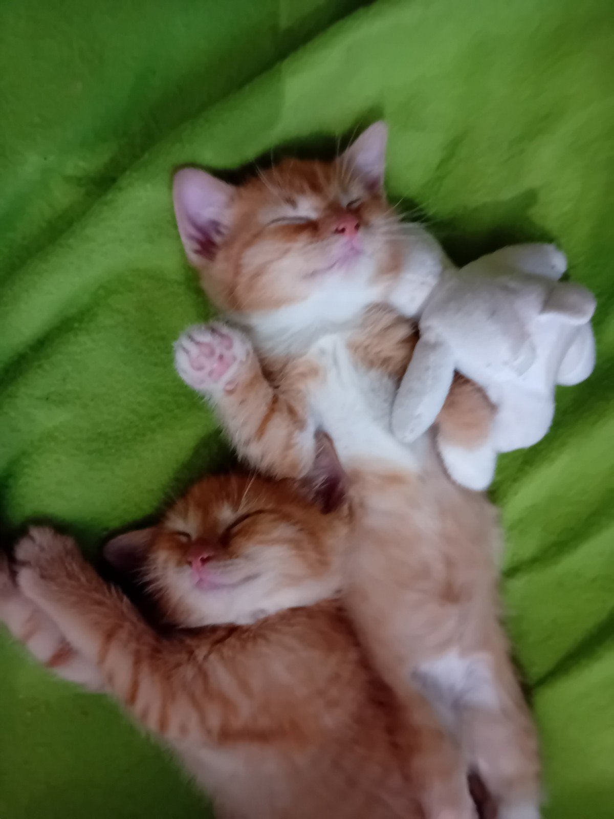 ≥ Prachtige 5 lieve tamme kittens (2 al gereserveerd) — Katten en ...