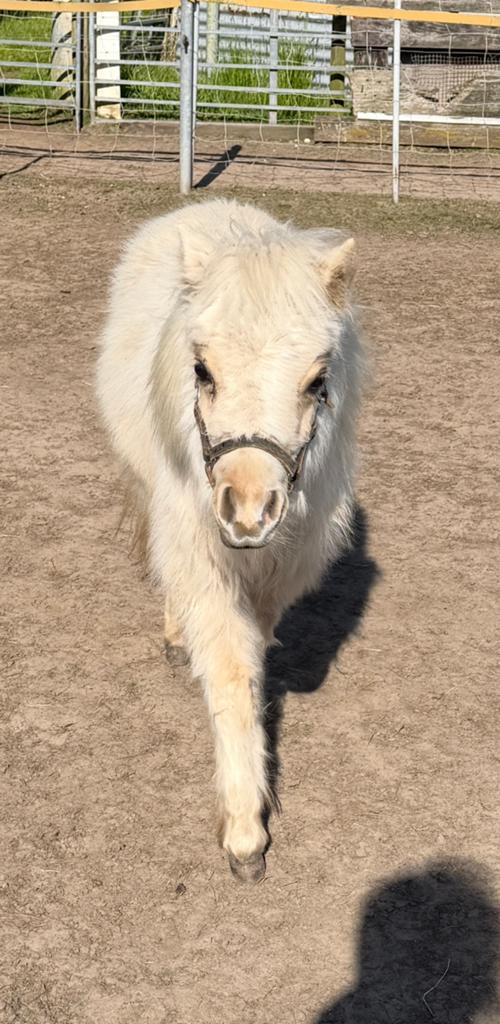 ≥ 1-jarig NMPRS (Amha) mini paard hengstje zeer klein blijvend — Pony's ...