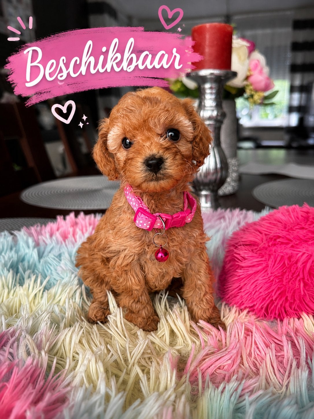 ≥ Toy poedel pups ️1 teef beschikbaar — Honden | Chihuahua's en ...
