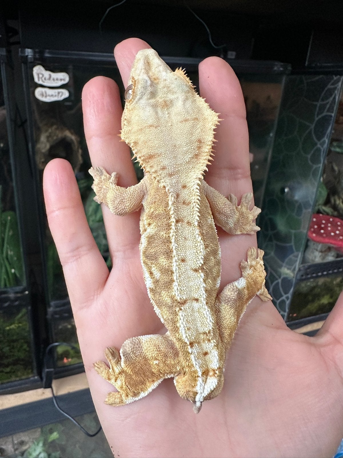 ≥ Wimpergekko man lilywhite — Reptielen en Amfibieën — Marktplaats