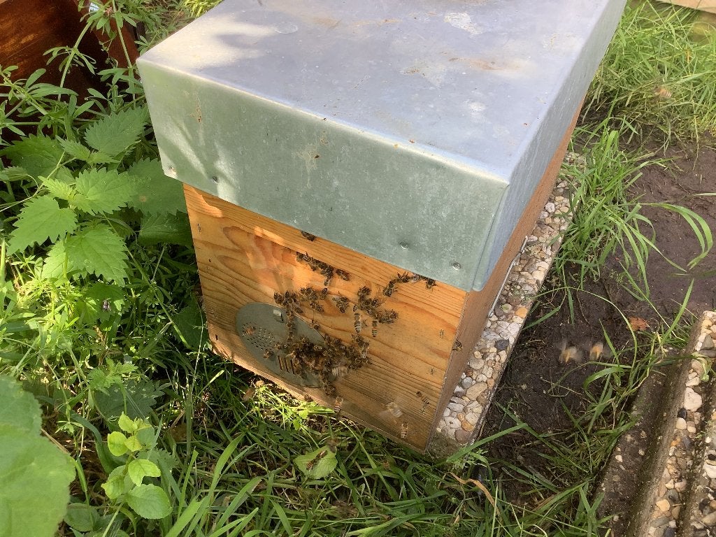 ≥ Zwerm bijen bijenvolk carnica f1 — Insecten en Spinnen — Marktplaats