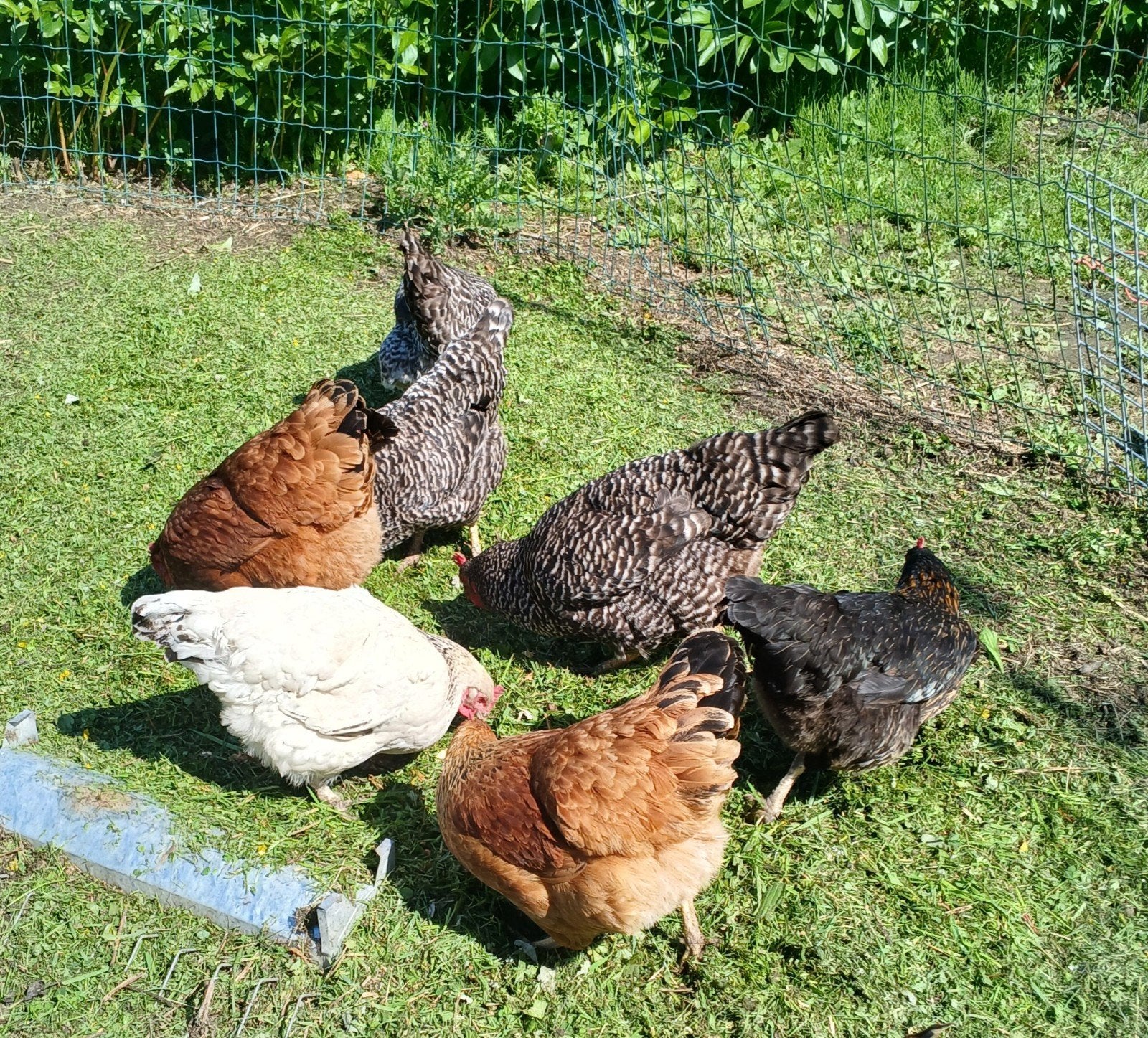 ≥ 13 jonge legkippen kippen en 1 haan — Pluimvee — Marktplaats