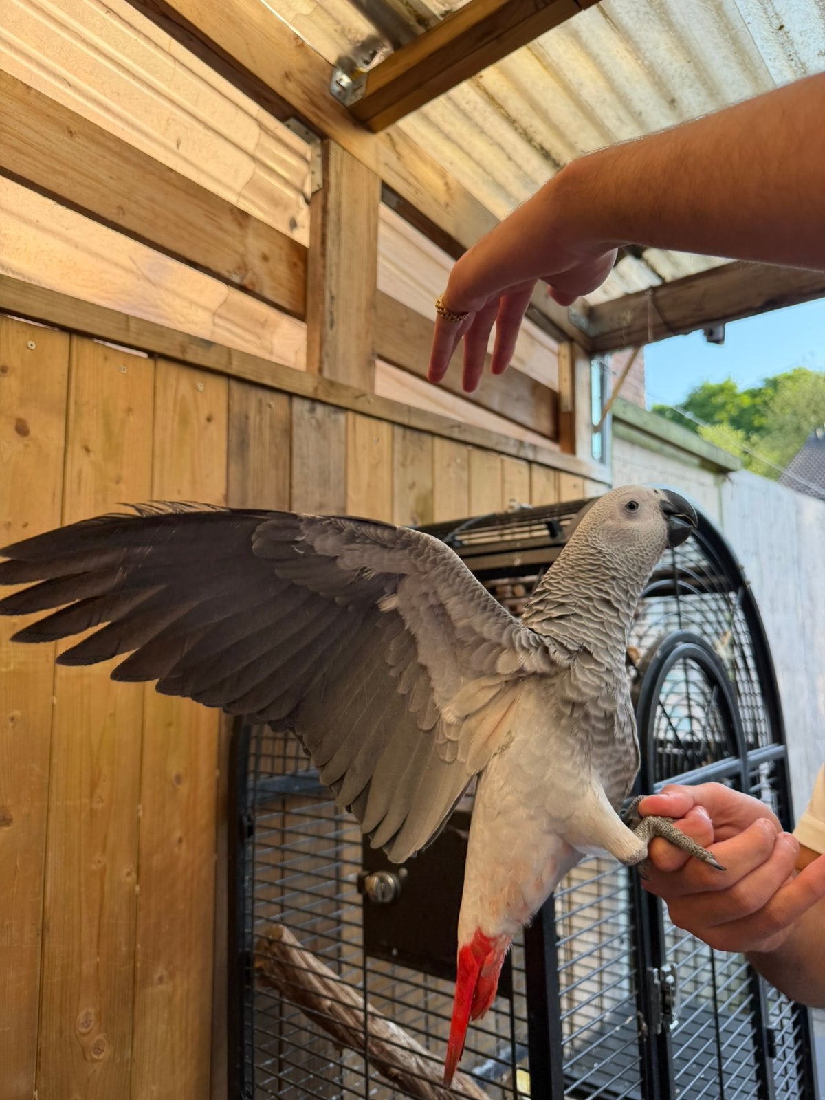 ≥ Jonge grijze roodstaart handtam en volledig zelfstandig — Vogels ...