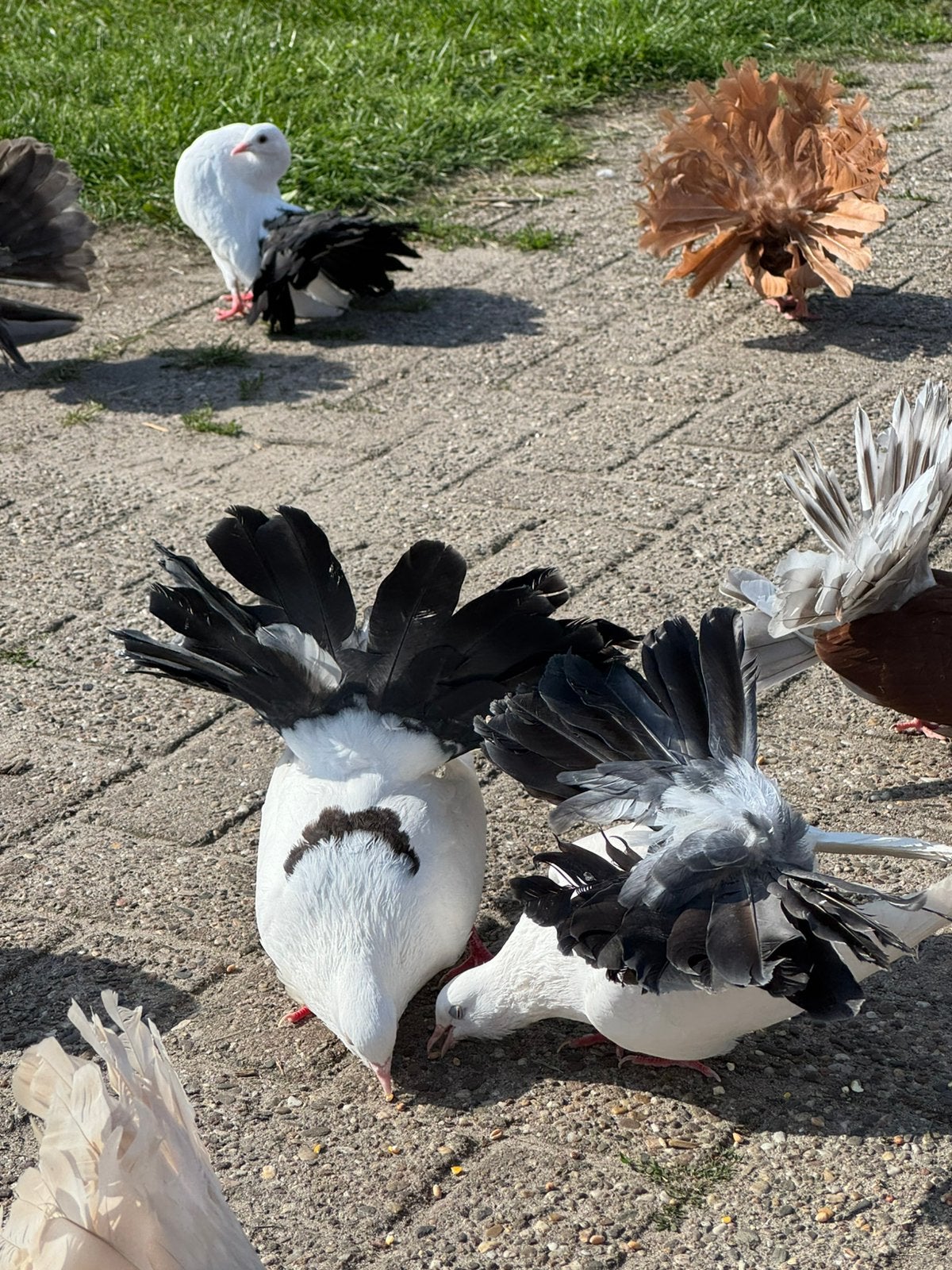≥ ️ Prachtige Pauwstaartduiven – Diverse Kleuren Beschikbaar — Vogels ...