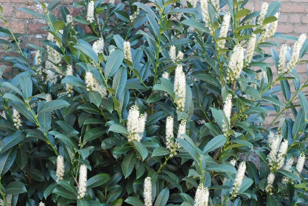≥ Laurierstruiken te koop | Tuin en Terras | Marktplaats