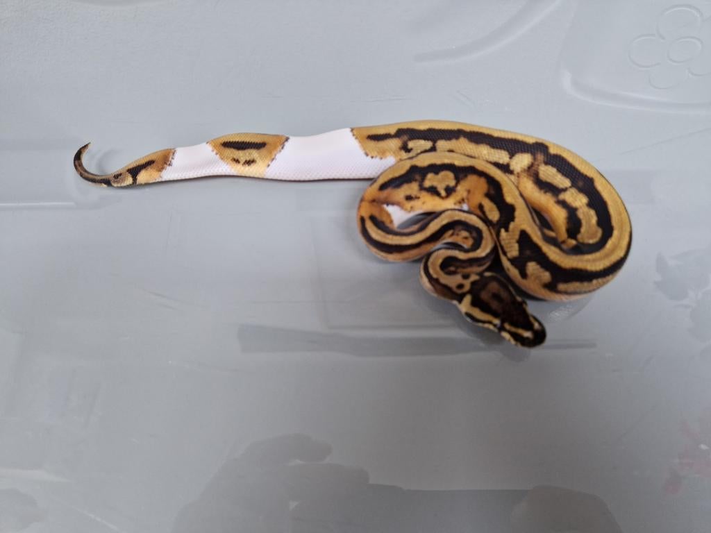 ≥ Diverse koningspythons ballpython python regius morphs — Reptielen en ...