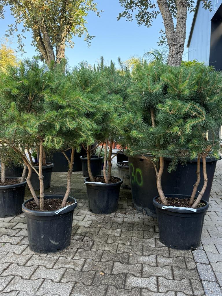 ≥ Pinus sylvestris 3 stam (meerstammige Pinus ) te koop! — Planten ...