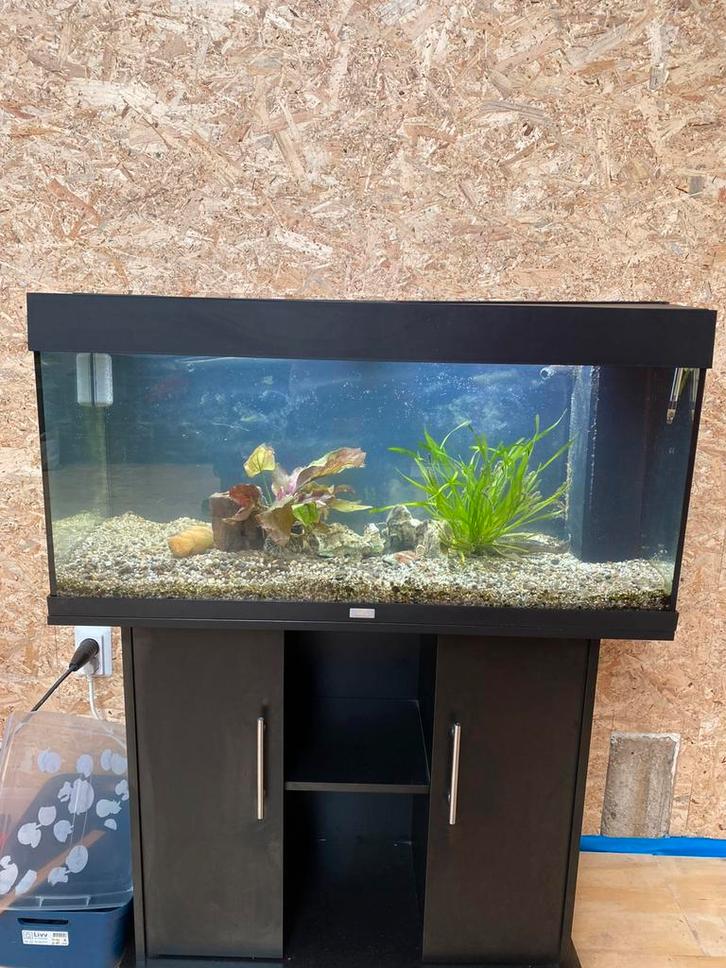 ≥ Gezocht: gratis vissen/aquarium spullen — Vissen | Aquaria en ...