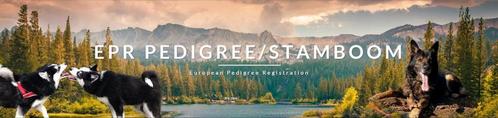 ≥ EPR stamboom voor Pomsky's en andere rassen — Honden | Poolhonden ...