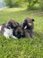 ≥ Honden | Poolhonden, Keeshonden en Oertypen - Marktplaats