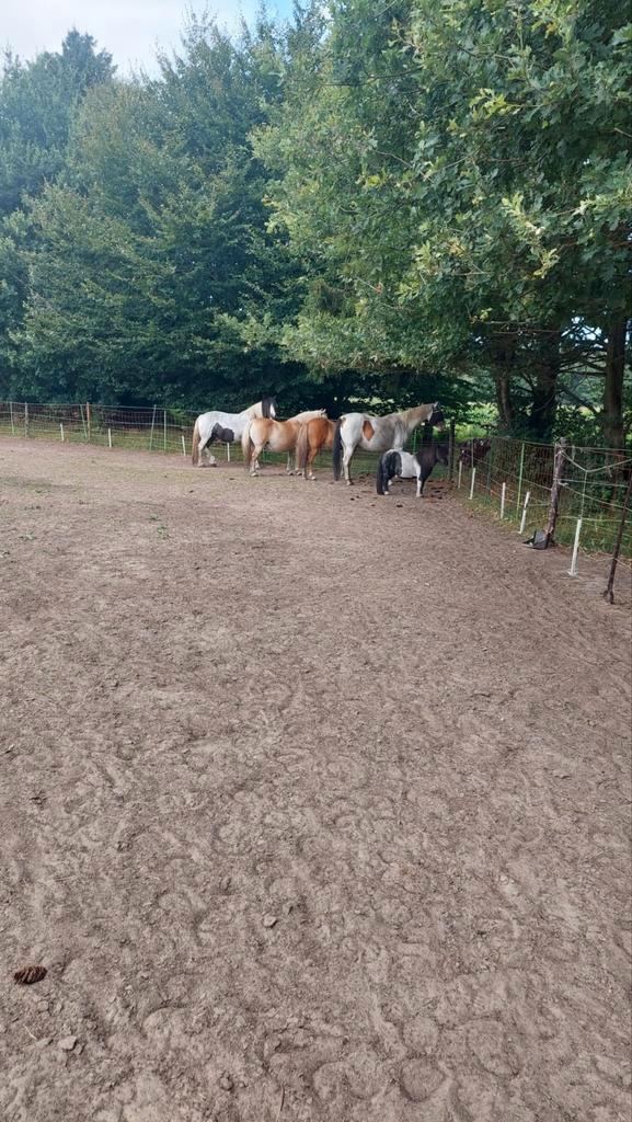 ≥ 24/7 buitenplek vrij voor 1of 2 pony's of 1 paardje — Stalling en ...